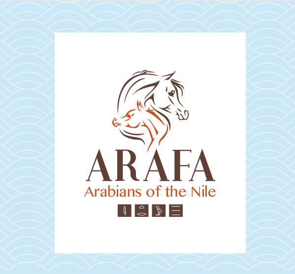 Gallery – Arafa Arabians